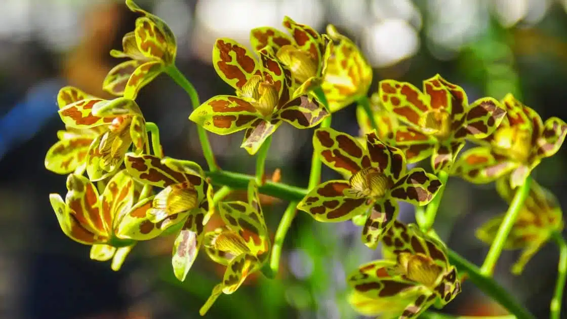 Bunga Anggrek Tebu, Tanaman Eksotis dengan Keindahan yang Menawan - De ...
