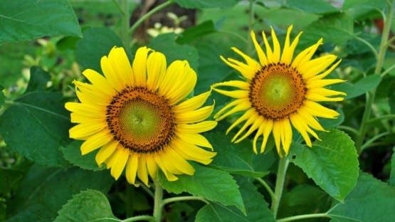Fakta Menarik Tentang Bunga Matahari - De Orchids