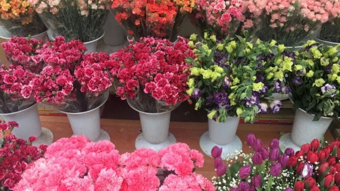 100 Nama-Nama Bunga - De Orchids