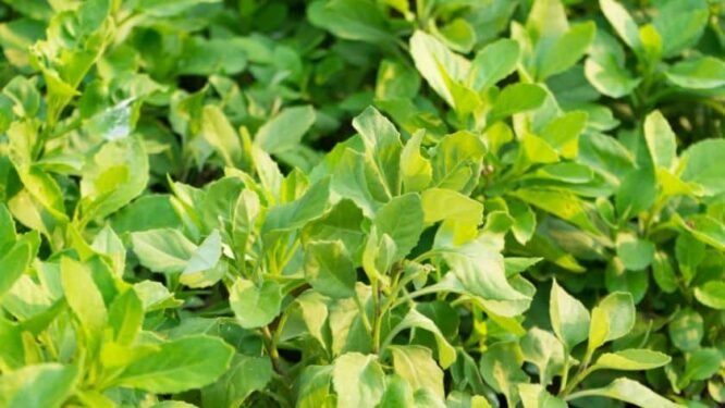 20 Tanaman Toga yang Berkhasiat untuk Kesehatan - De Orchids