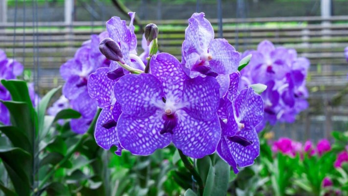 Anggrek Raja (Vanda coerulea) - De Orchids
