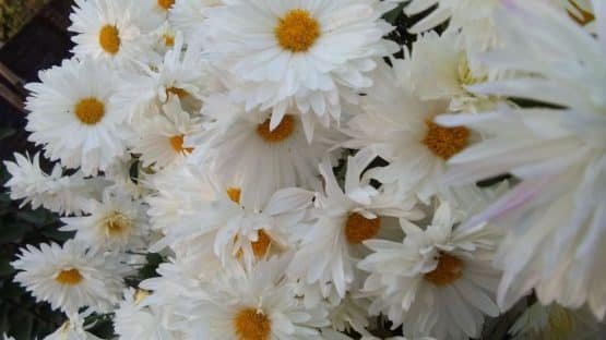 50 Nama Bunga Warna Putih dan Gambarnya - De Orchids