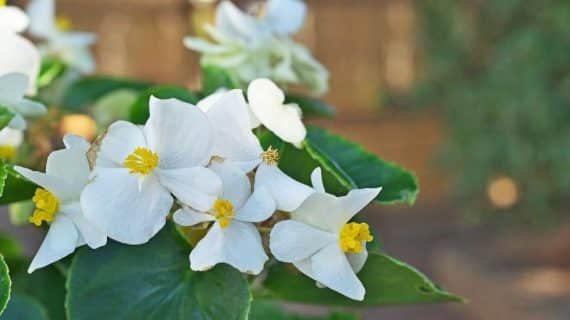 50 Nama Bunga Warna Putih dan Gambarnya - De Orchids