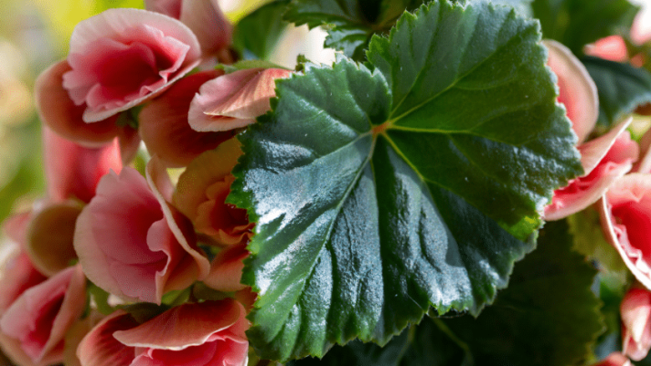 Wajib Tahu! 8 Jenis Tanaman Hias Begonia - De Orchids