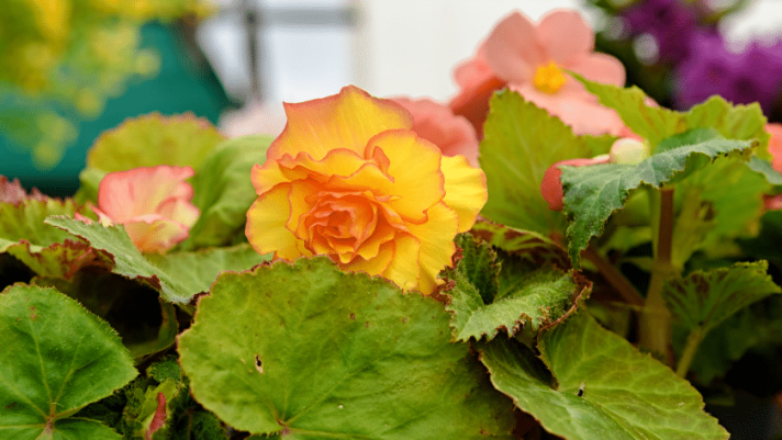 Wajib Tahu! 8 Jenis Tanaman Hias Begonia - De Orchids