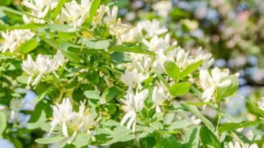 50 Nama Bunga Warna Putih dan Gambarnya - De Orchids