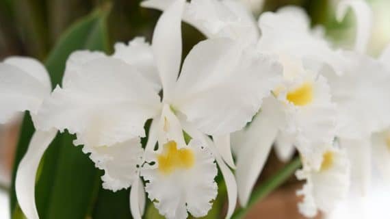 50 Nama Bunga Warna Putih dan Gambarnya - De Orchids