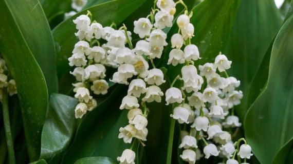50 Nama Bunga Warna Putih dan Gambarnya - De Orchids