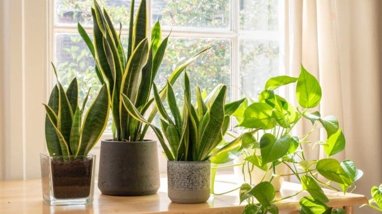 Guide to snake plant Care - De Orchids