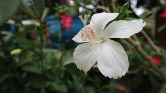 50 Nama Bunga Warna Putih dan Gambarnya - De Orchids
