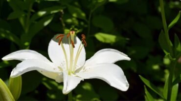 50 Nama Bunga Warna Putih dan Gambarnya - De Orchids