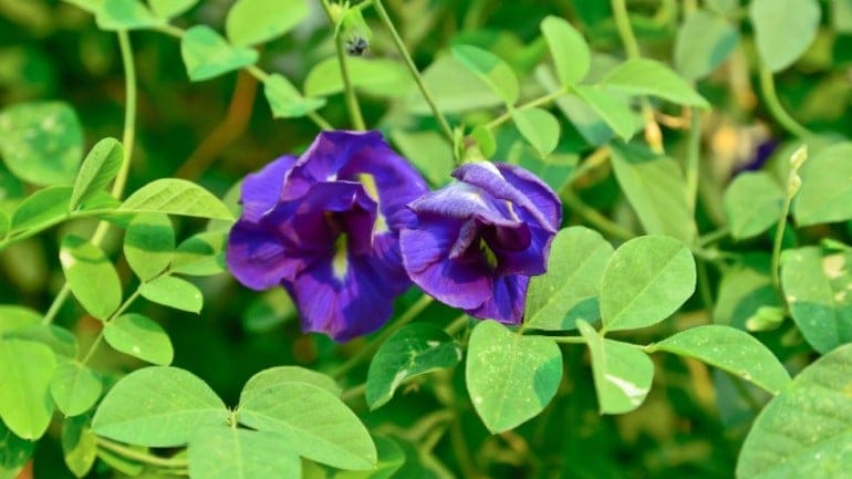 Manfaat Bunga Telang - De Orchids