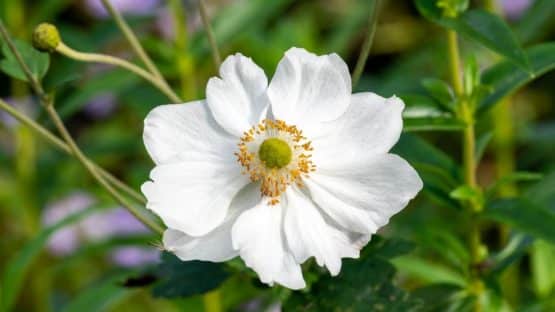 50 Nama Bunga Warna Putih dan Gambarnya - De Orchids