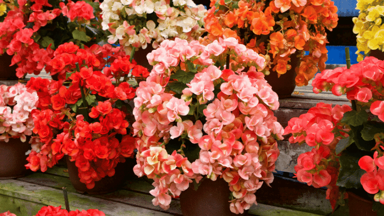 Wajib Tahu! 8 Jenis Tanaman Hias Begonia - De Orchids