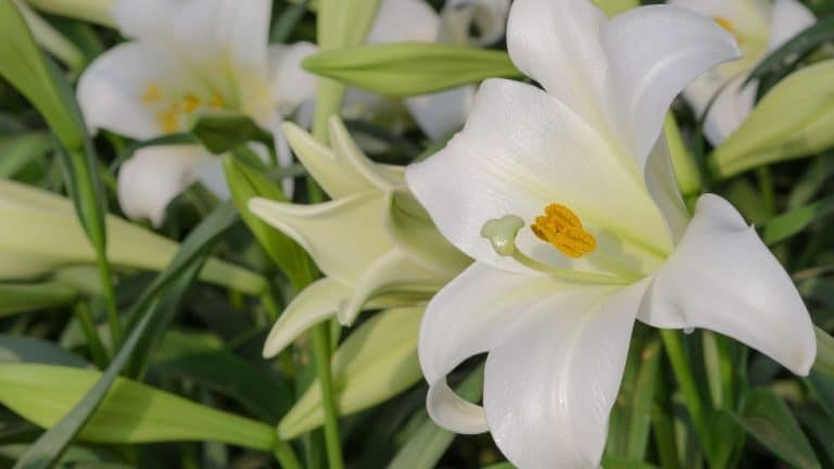 50 Nama Bunga Warna Putih dan Gambarnya - De Orchids