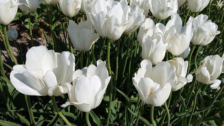 50 Nama Bunga Warna Putih dan Gambarnya - De Orchids