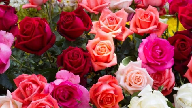 Arti Bunga Mawar Berdasarkan Warna - De Orchids