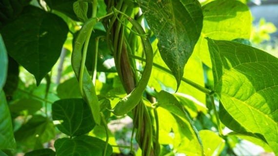 15 nama sayuran hijau dan gambarnya - De Orchids