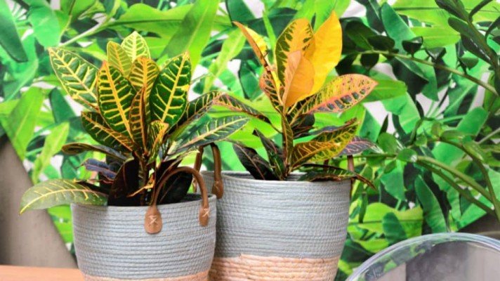 Tanaman Puring: Keindahan dan Manfaatnya yang Luar Biasa - De Orchids