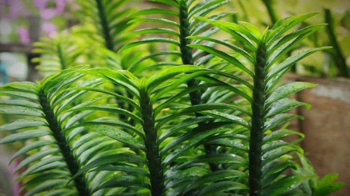 Top Tips for Propagating Zigzag Plants Successfully - De Orchids