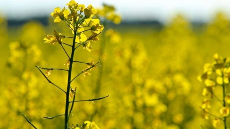 Wajib Tahu 5 Fungsi tangkai bunga - De Orchids