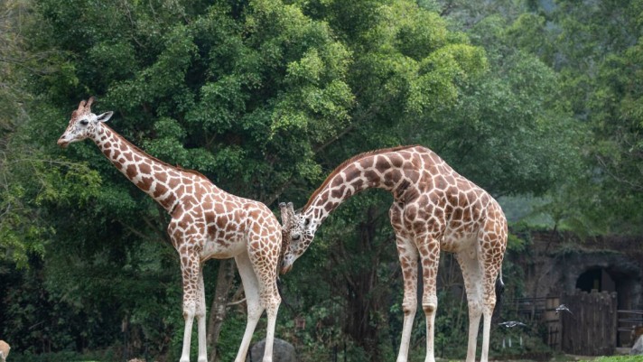 Wajib tahu 10 hewan tinggi - De Orchids