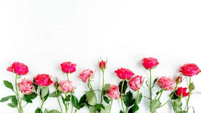 Simbol Bunga Mawar: Keindahan dan Maknanya - De Orchids