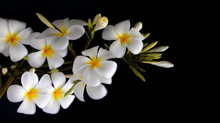 10 Bunga Asli Indonesia yang Menakjubkan - De Orchids