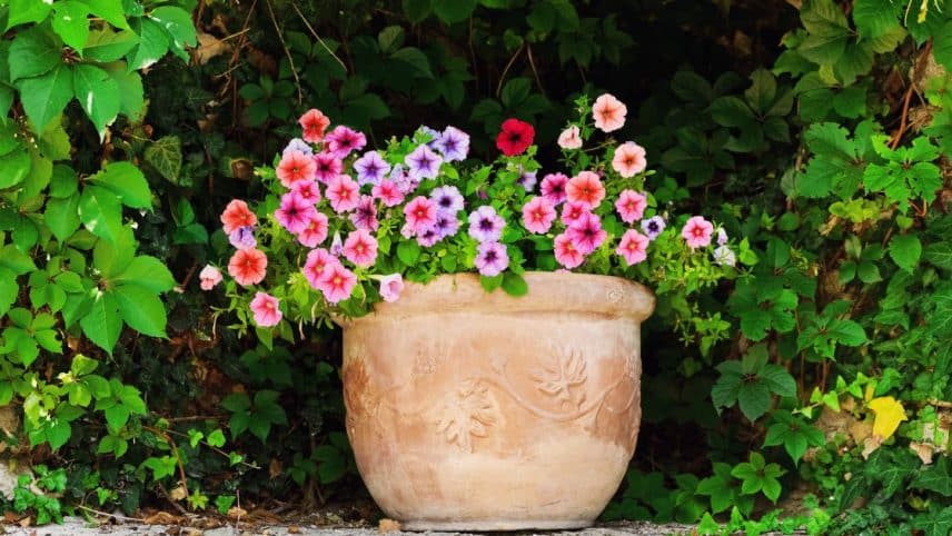 10 tanaman bunga yang dapat ditanam di pot - De Orchids