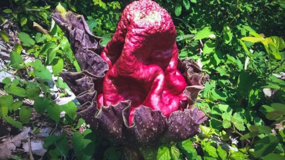 10 Bunga Asli Indonesia yang Menakjubkan - De Orchids