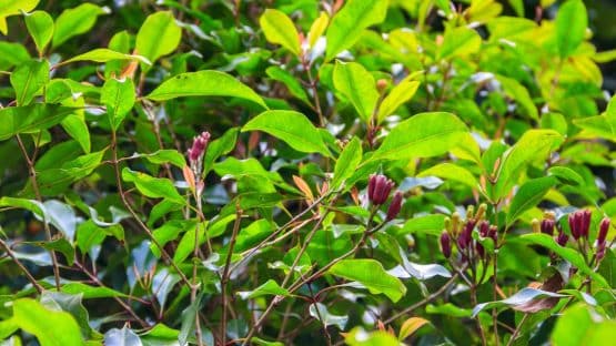 10 Bunga Asli Indonesia yang Menakjubkan - De Orchids