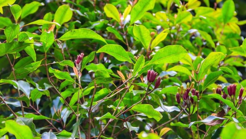 10 Bunga Asli Indonesia yang Menakjubkan - De Orchids