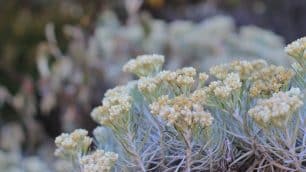 10 Bunga Asli Indonesia yang Menakjubkan - De Orchids