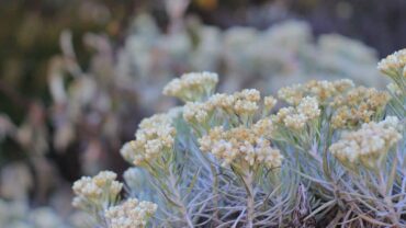 10 Bunga Asli Indonesia yang Menakjubkan - De Orchids