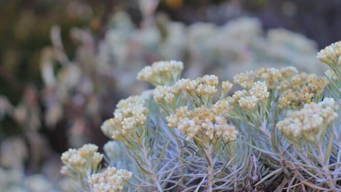 10 Bunga Asli Indonesia yang Menakjubkan - De Orchids