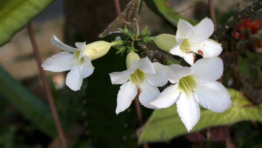 10 Bunga Asli Indonesia yang Menakjubkan - De Orchids