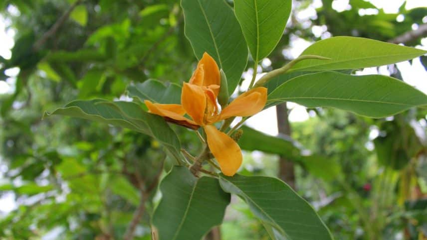 10 Bunga Asli Indonesia yang Menakjubkan - De Orchids