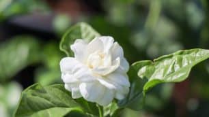 10 Bunga Asli Indonesia yang Menakjubkan - De Orchids