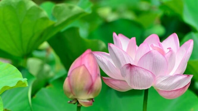 10 Bunga Asli Indonesia yang Menakjubkan - De Orchids