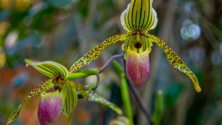10 Bunga Asli Indonesia yang Menakjubkan - De Orchids