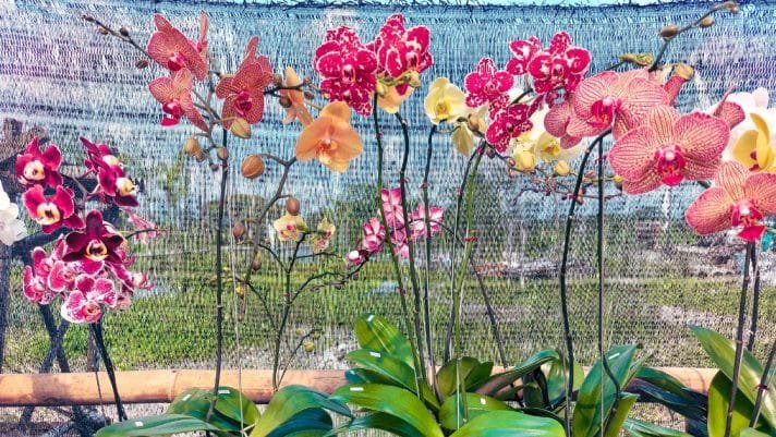 Harga Anggrek Bulan dipasaran - De Orchids