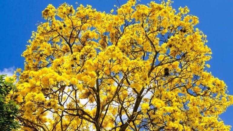 Mengenal Bunga Tabebuya - De Orchids