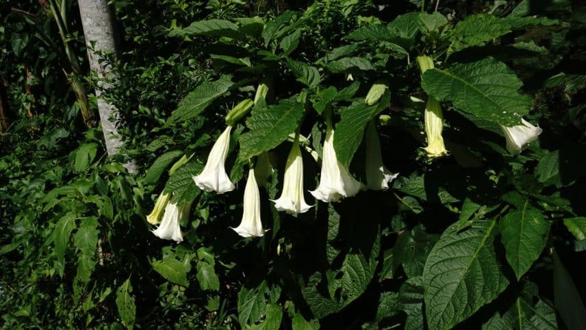 Tanaman Kecubung: Mengenal Keajaiban dan Manfaatnya - De Orchids