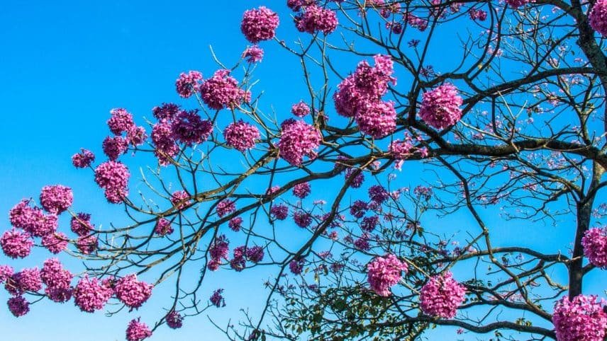 Mengenal Bunga Tabebuya - De Orchids