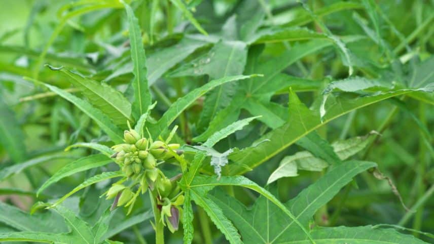 Mengenal Daun gedi (Abelmoschus manihot) - De Orchids