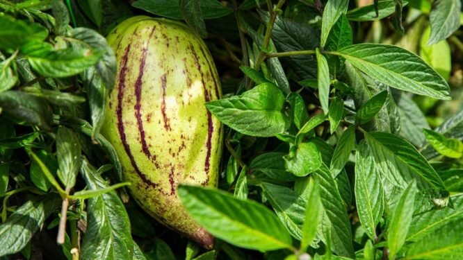 Manfaat Buah Pepino (Solanum muricatum) - De Orchids