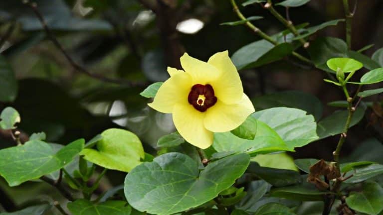 Mengenal Daun gedi (Abelmoschus manihot) - De Orchids