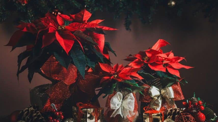 6 Bunga yang identik dengan Natal - De Orchids