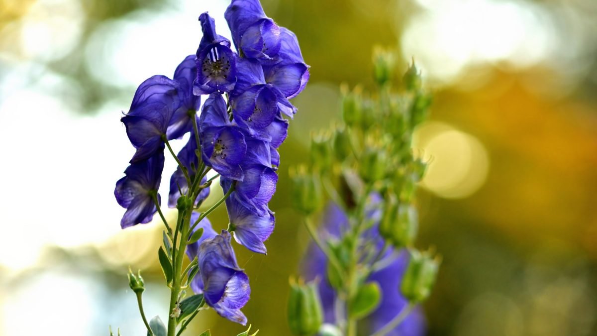 10 Tanaman Cantik tapi Beracun yang Perlu Anda Ketahui - De Orchids