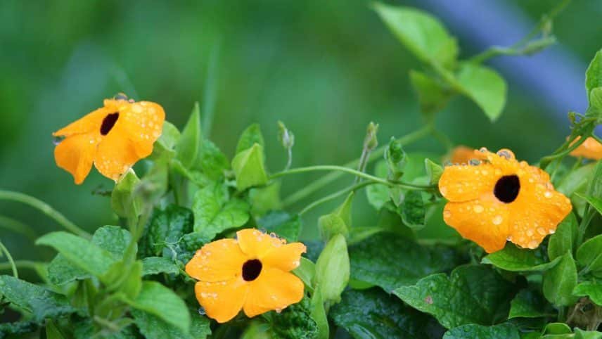 10 Tanaman Cantik tapi Beracun yang Perlu Anda Ketahui - De Orchids